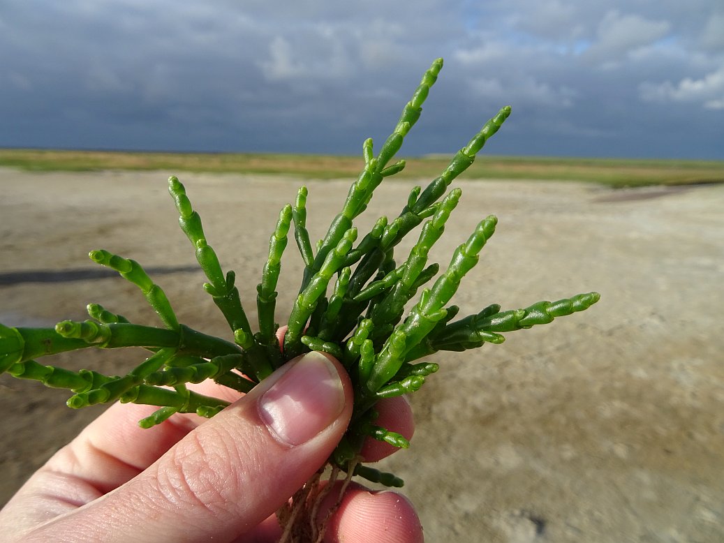 Der Queller, oft auch Salicornes oder Meeresspargel genannt ist sehr ...
