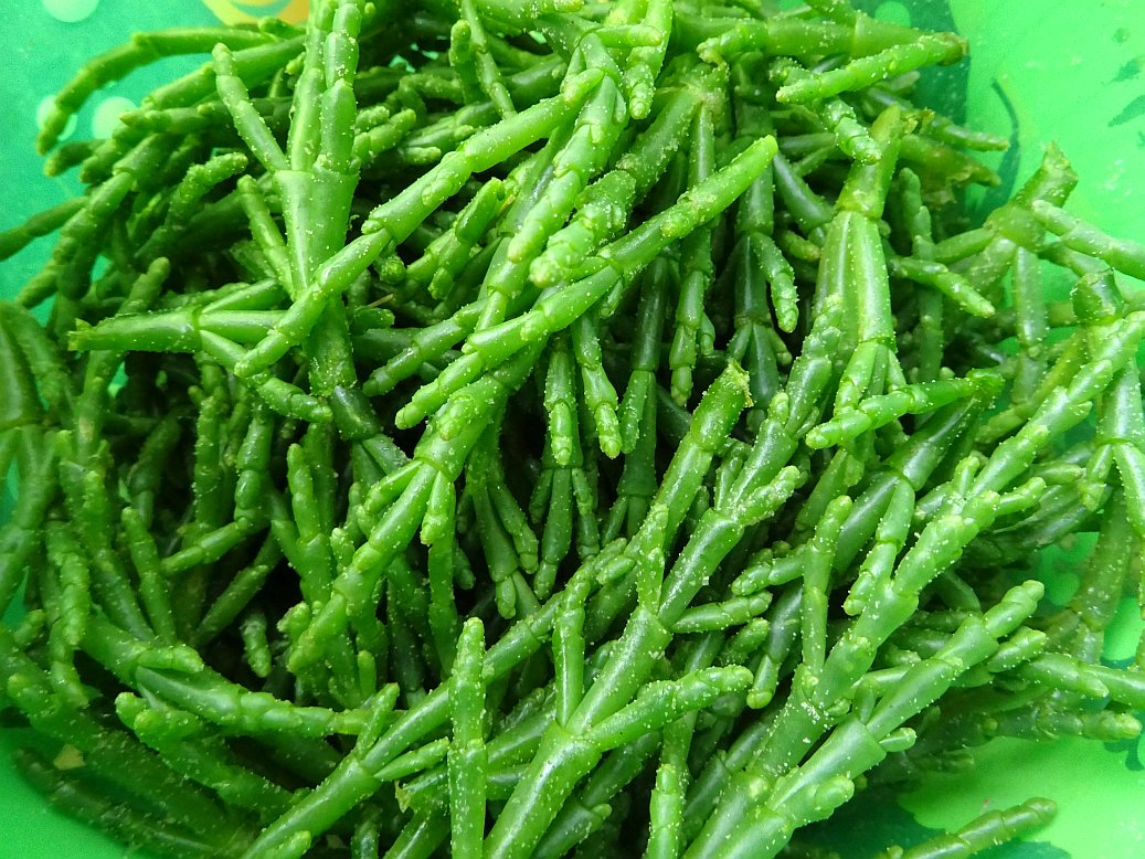 Der Queller, oft auch Salicornes oder Meeresspargel genannt ist sehr ...